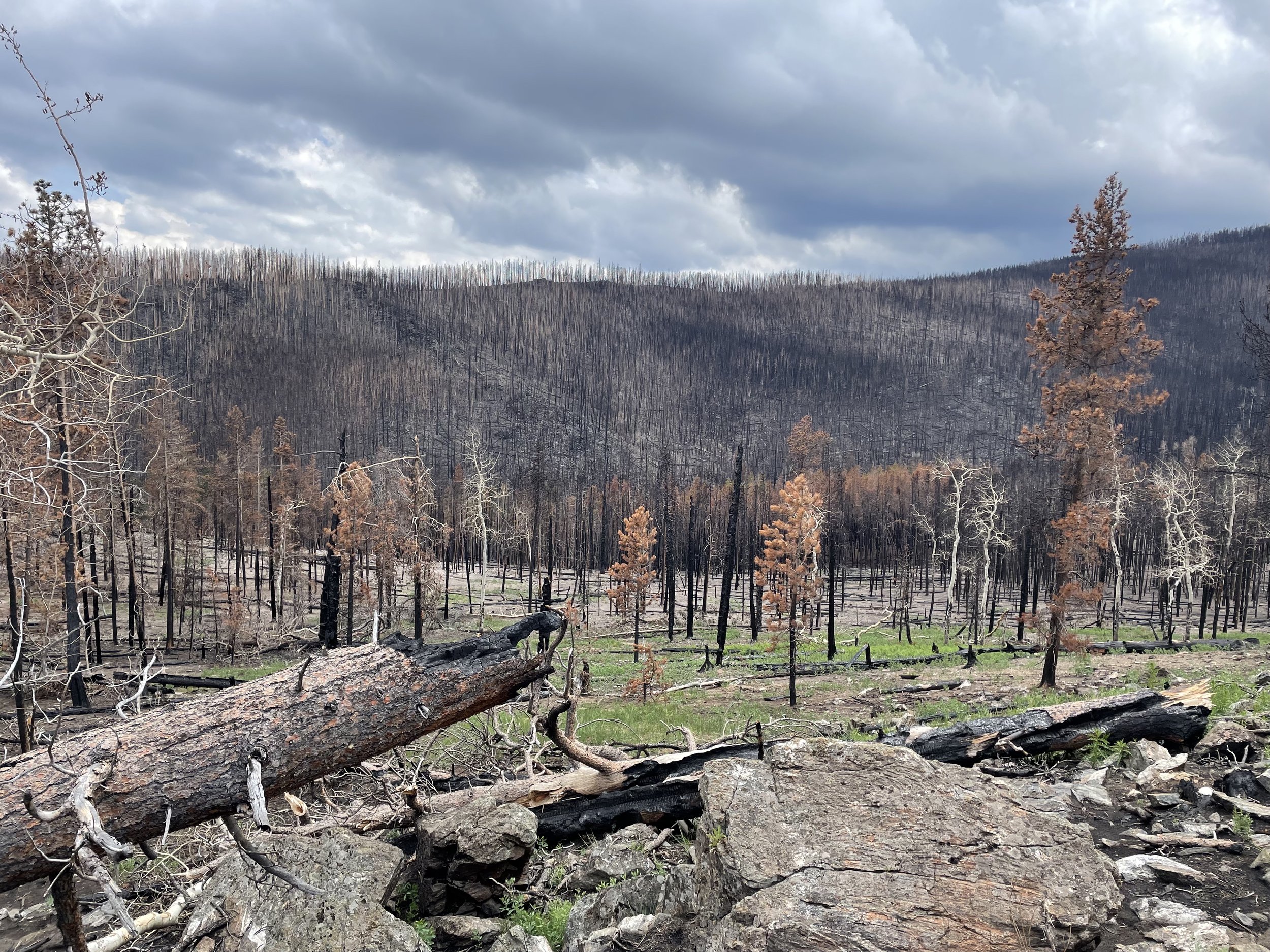 Wildfire Planning & Mitigation — JW Associates