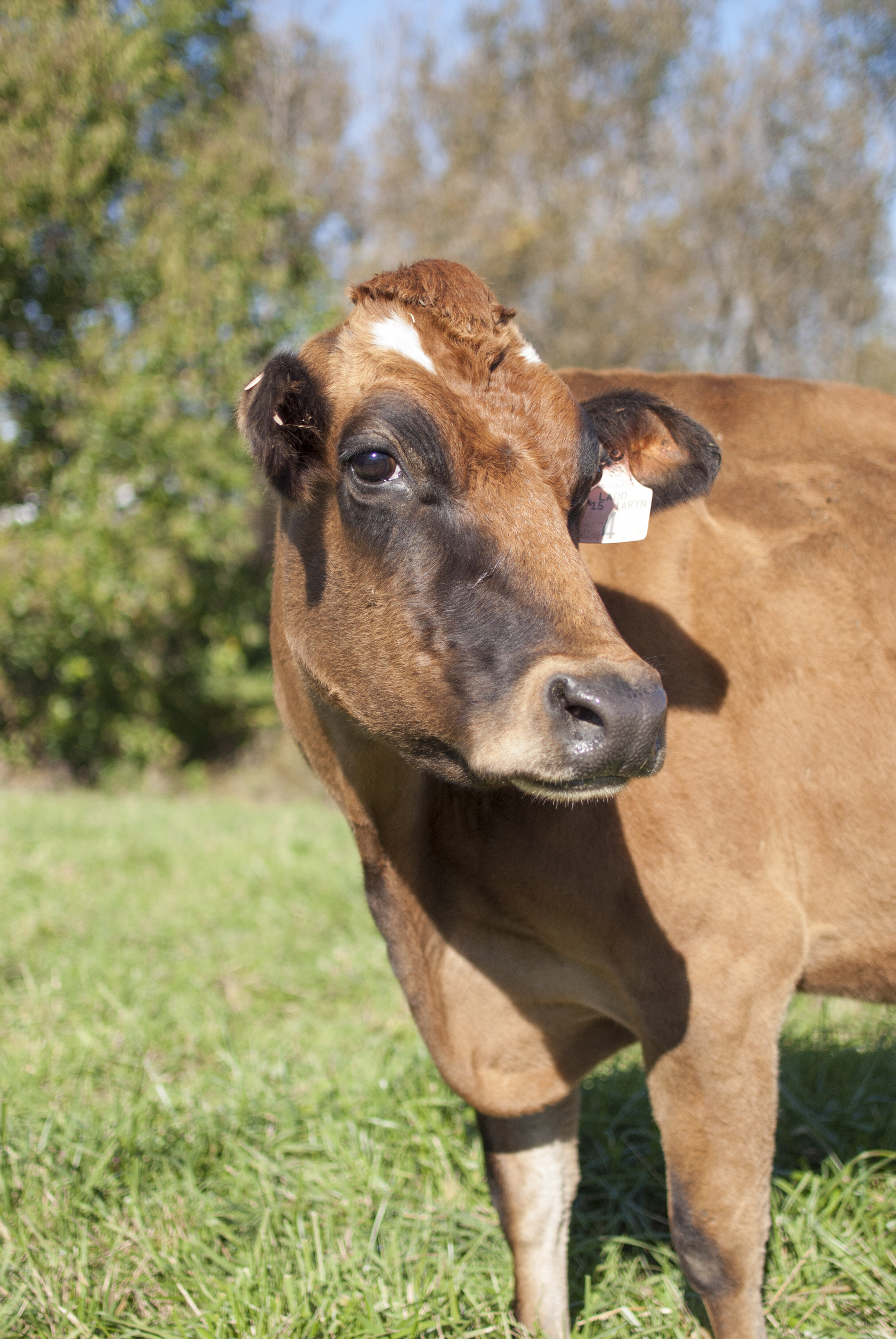 Practices — Deerland Dairy