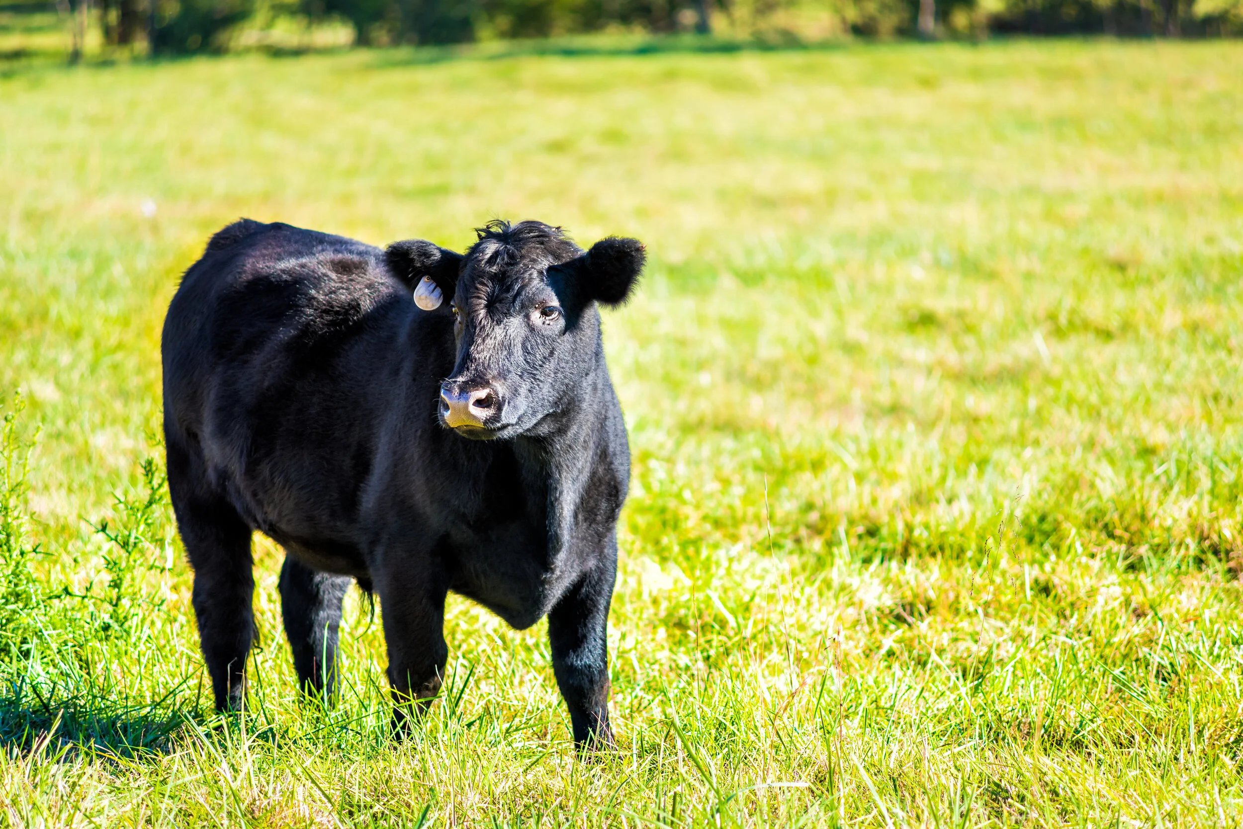 Big Summit Beef Company