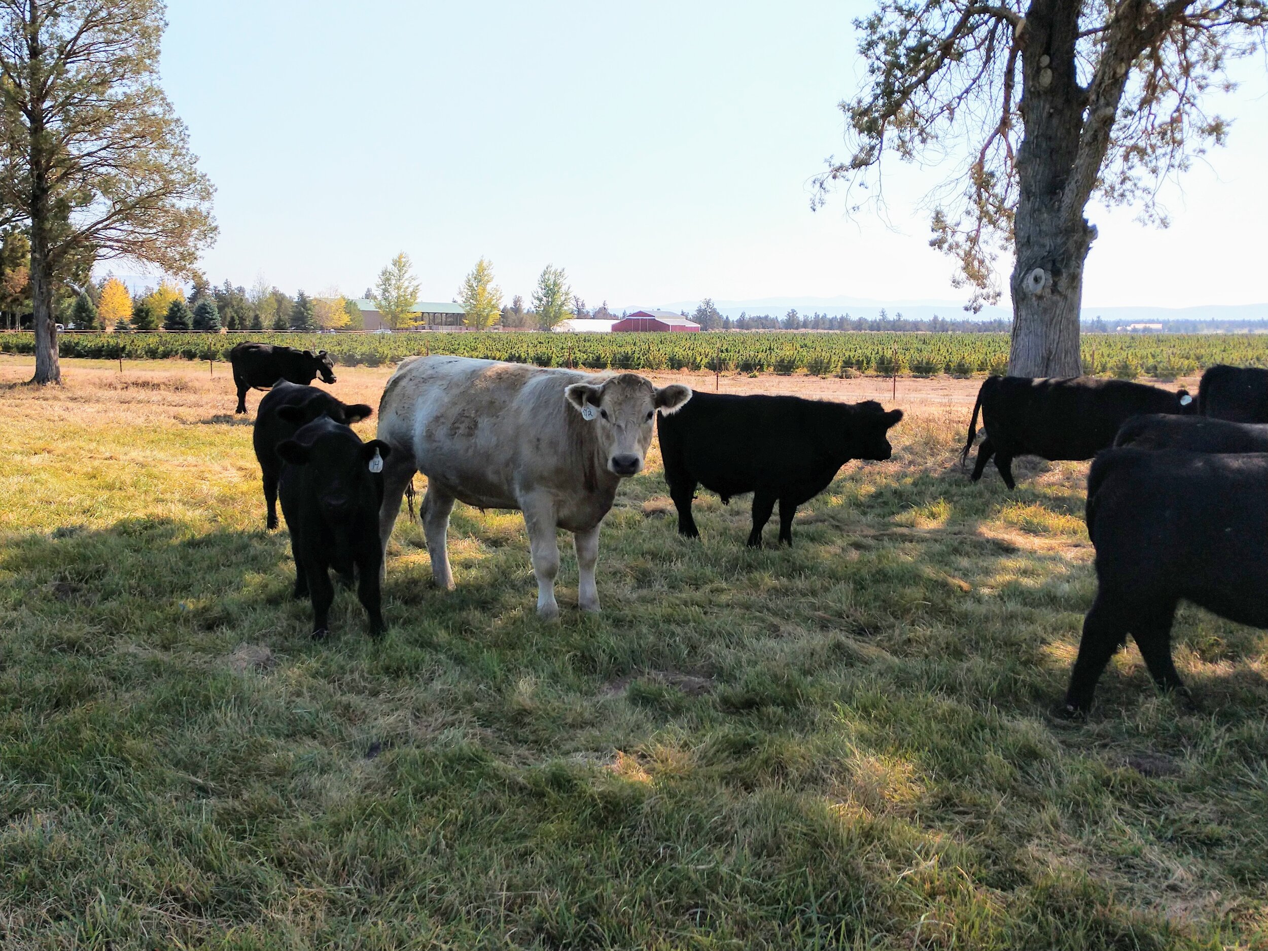 All Natural Grass Finished Beef — Big Summit Beef Co.