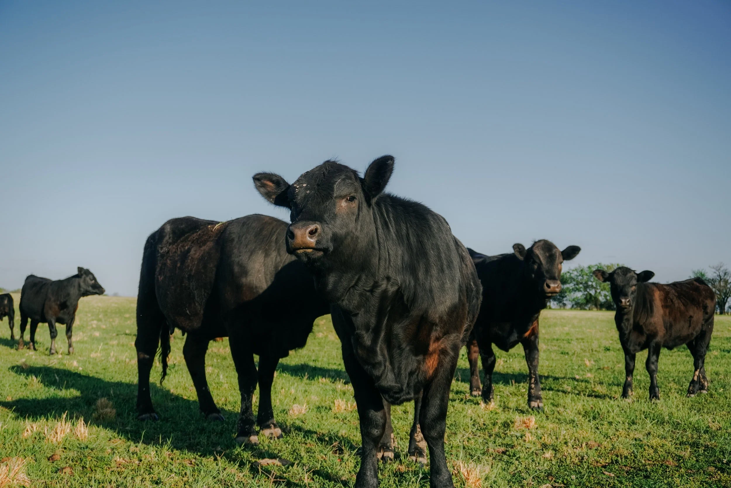All Natural Grass Finished Beef — Big Summit Beef Co.
