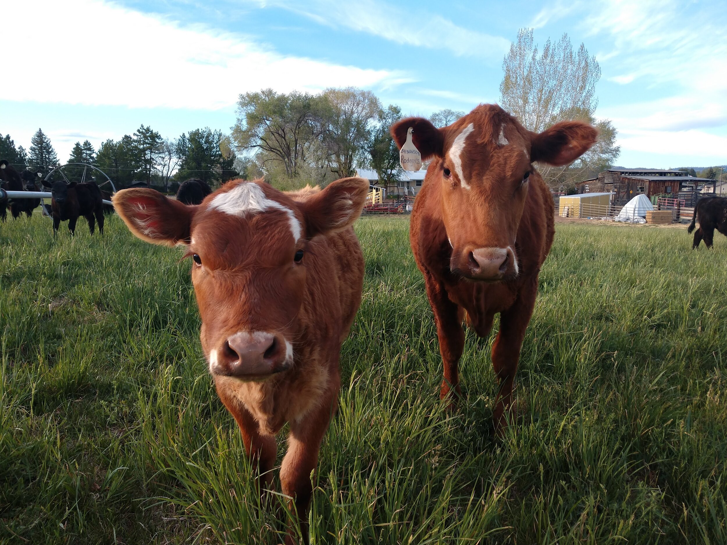 Photo Gallery — Big Summit Beef Co.
