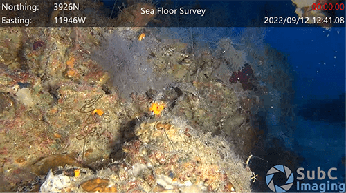 9 Reasons Why You Should Use a Subsea DVR System for Marine and ...