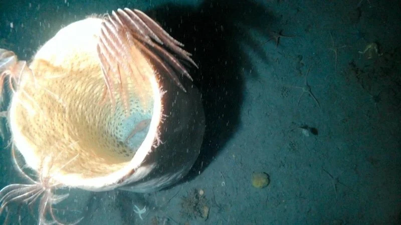 Rayfin Coastal — SubC Imaging