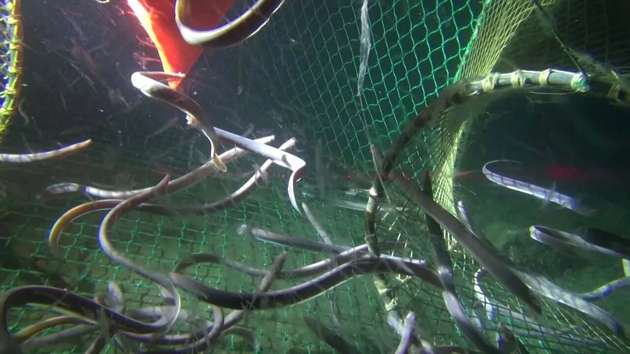 Photo of the Week: Hagfish and cod trap experiment — SubC Imaging