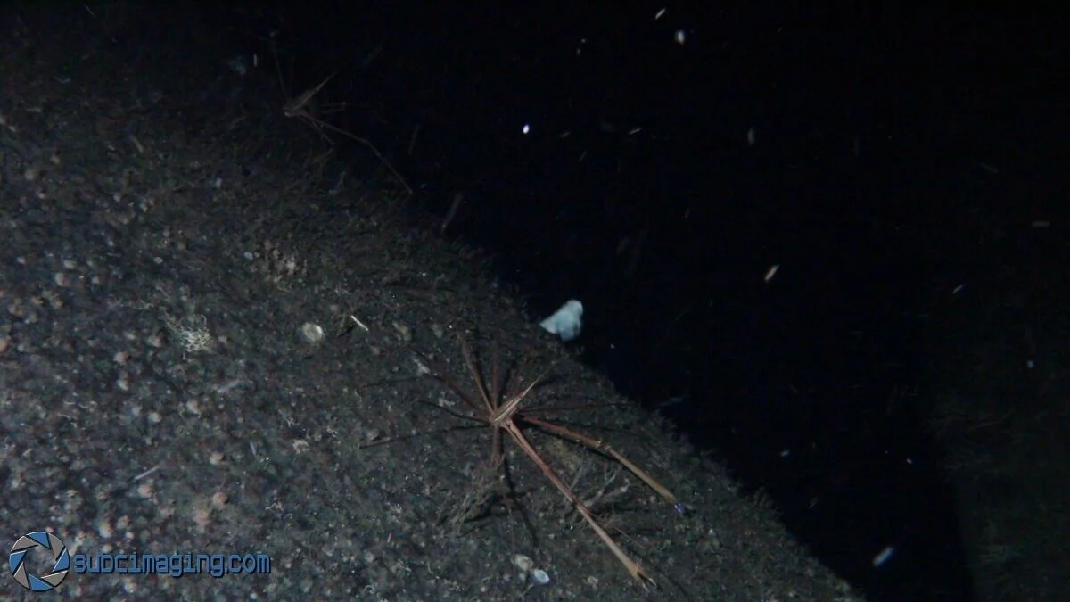 Photo of the Week: Spike crabs — SubC Imaging