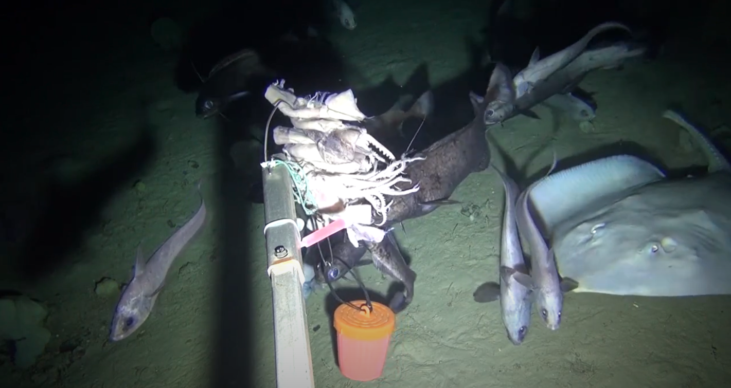 Rayfin | Subsea Digital Stills Camera | 4K | IP | HD — SubC Imaging