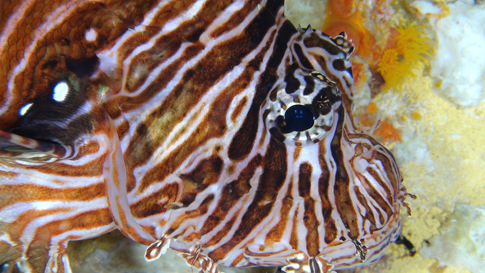 1Cam — SubC Imaging