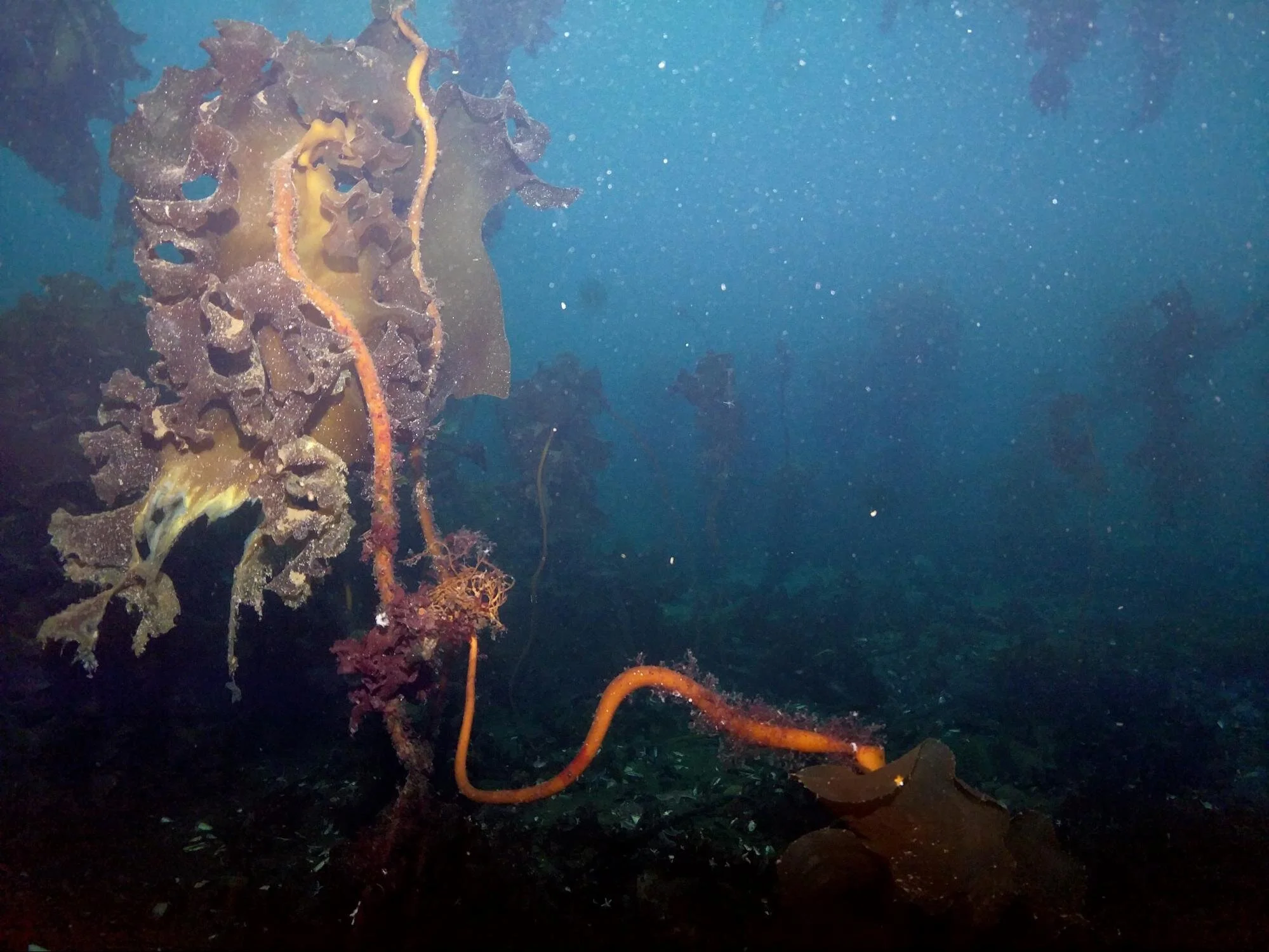 Guide to Subsea Lighting — SubC Imaging