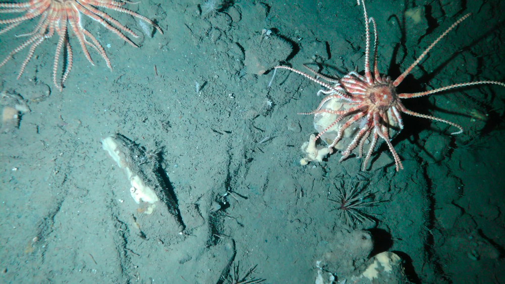 Rayfin Subsea Camera 6000m | 4K | IP | HD | SubC Imaging