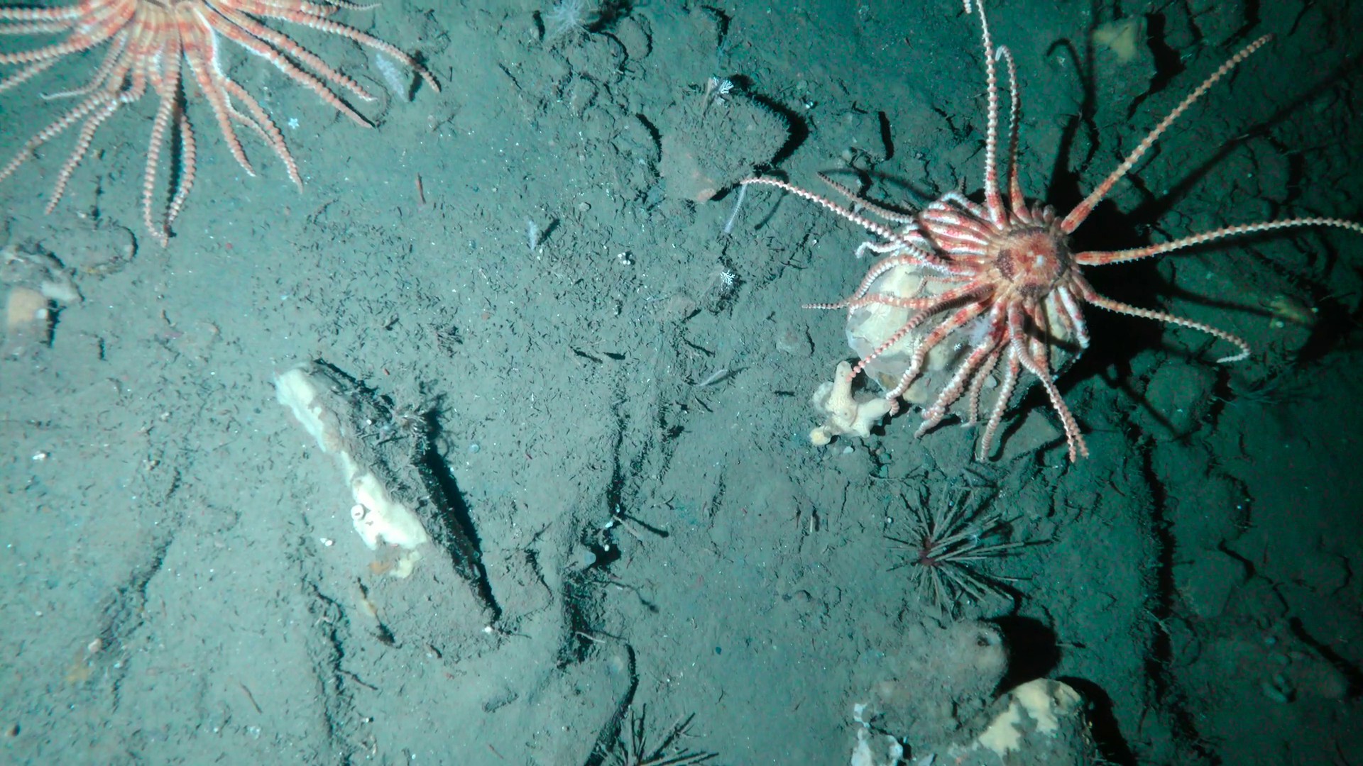 Rayfin Subsea Camera 6000m | 4K | IP | HD | SubC Imaging