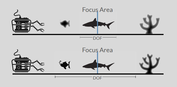 Unlock Depth of Field in Subsea Photography for Marine Research — SubC ...