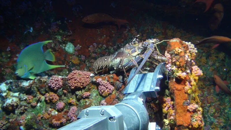 Unlock Depth of Field in Subsea Photography for Marine Research — SubC ...