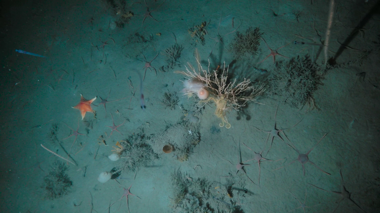 Rayfin Subsea Camera 6000m | 4K | IP | HD | SubC Imaging