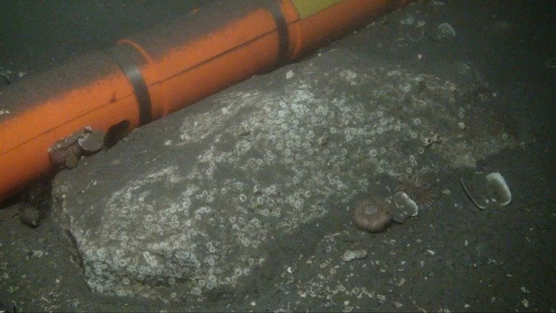 How International Teams are Using Subsea Imaging Technology — SubC Imaging