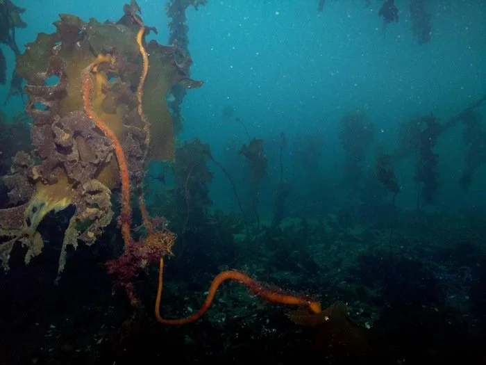 Guide to Subsea Lighting — SubC Imaging