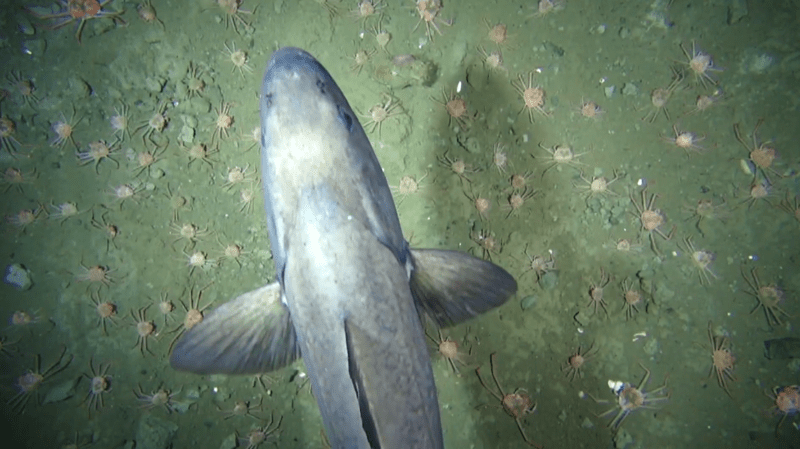 How Subsea Offshore Surveys Can Maximize Fishing Yields for Fisheries ...