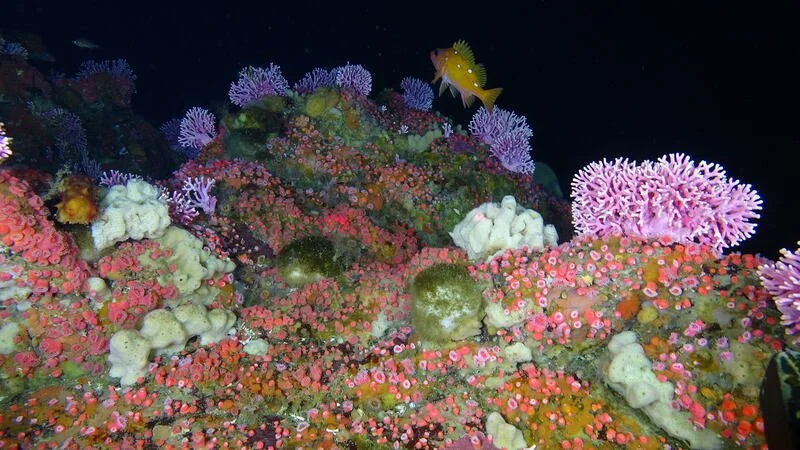 How Ocean Observatories Influence Marine Protected Areas — SubC Imaging