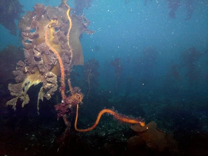 Guide to Subsea Lighting — SubC Imaging