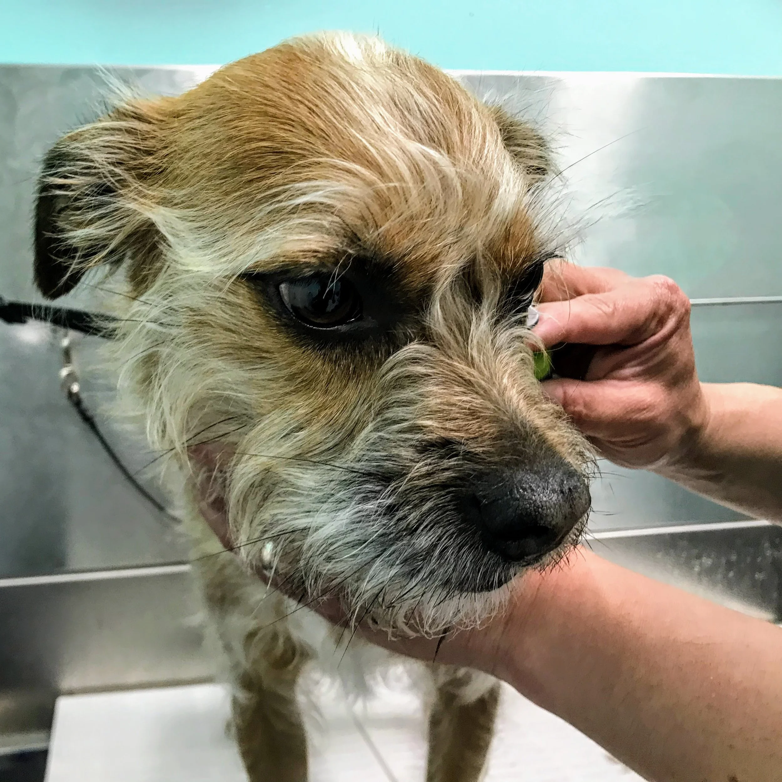 Doggie Spa & Grooming — A Doggie Day