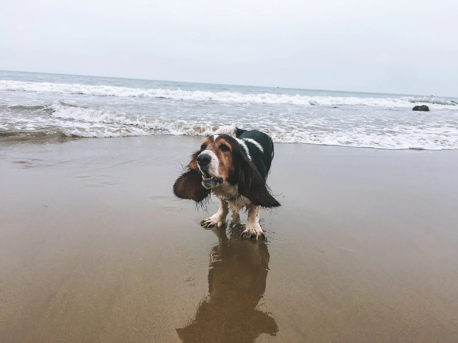 Five California Dog Beaches You Should Know — TADA TRAVELS