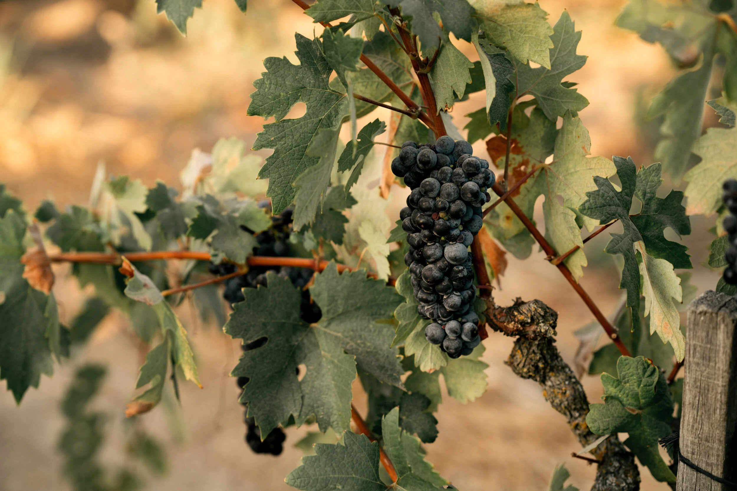 Maître de Chai Wine