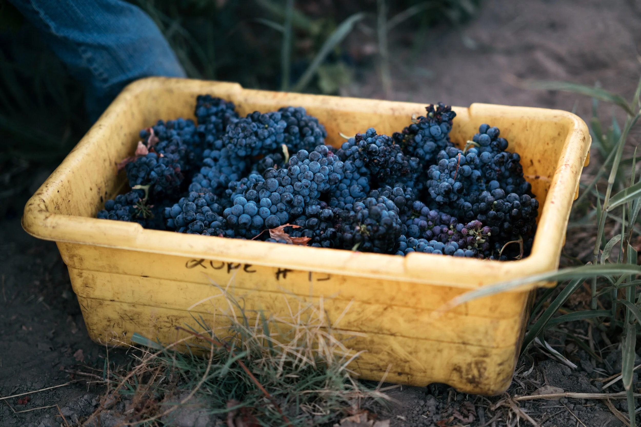 Maître de Chai Wine