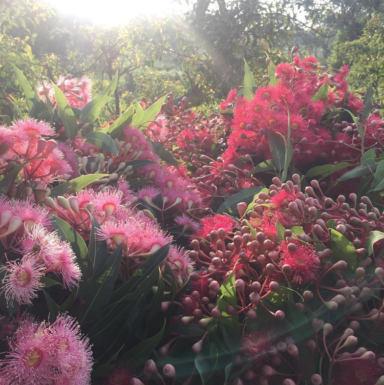 East Coast Wildflowers