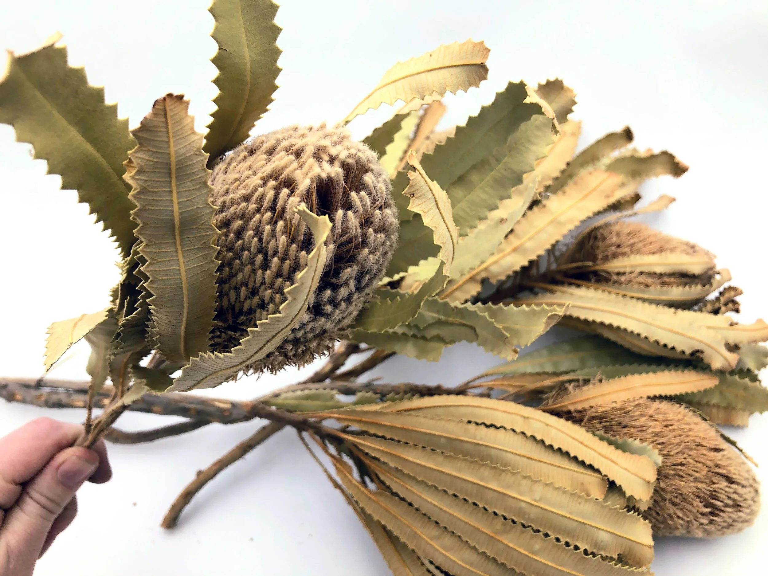 Banksia — East Coast Wildflowers