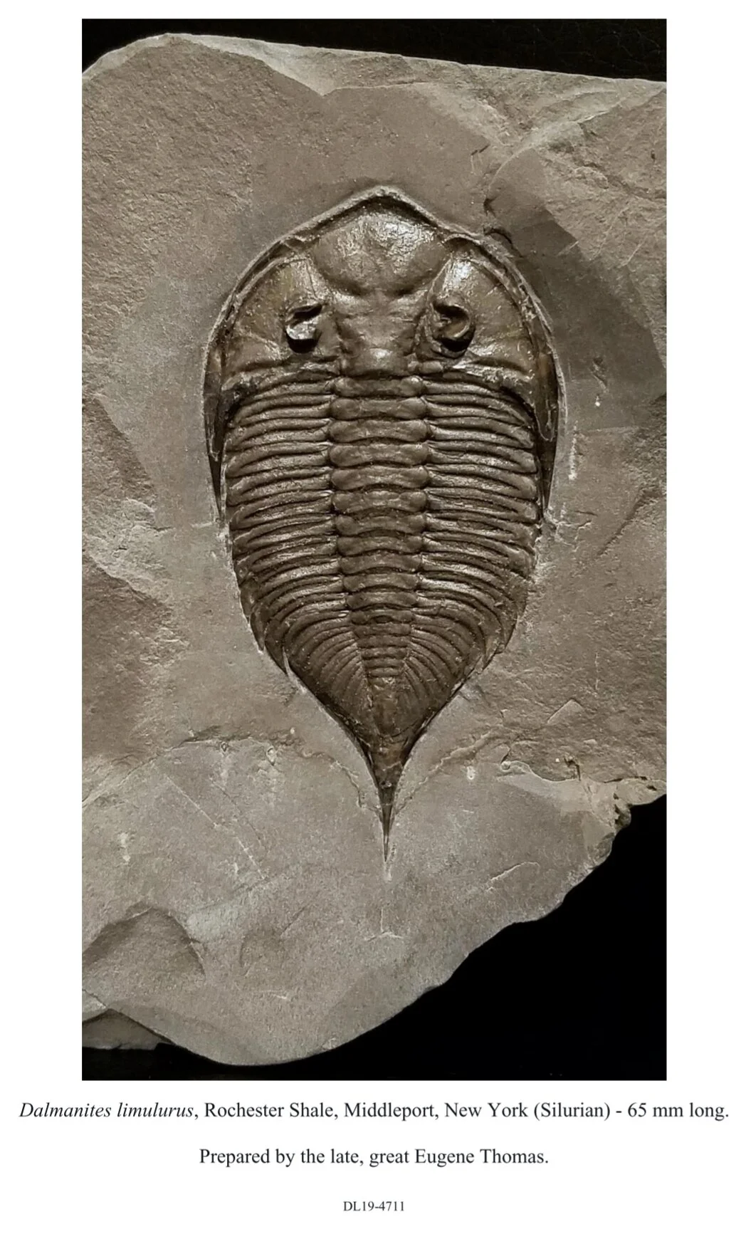 Trilobites Page 1: Dalmanites limulurus — Lask Fossil Collection