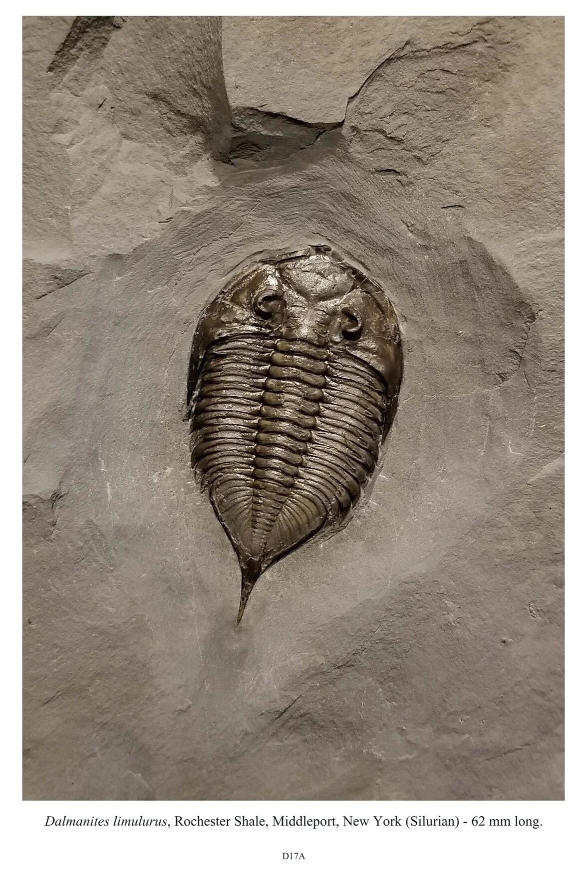 Trilobites Page 1: Dalmanites limulurus — Lask Fossil Collection