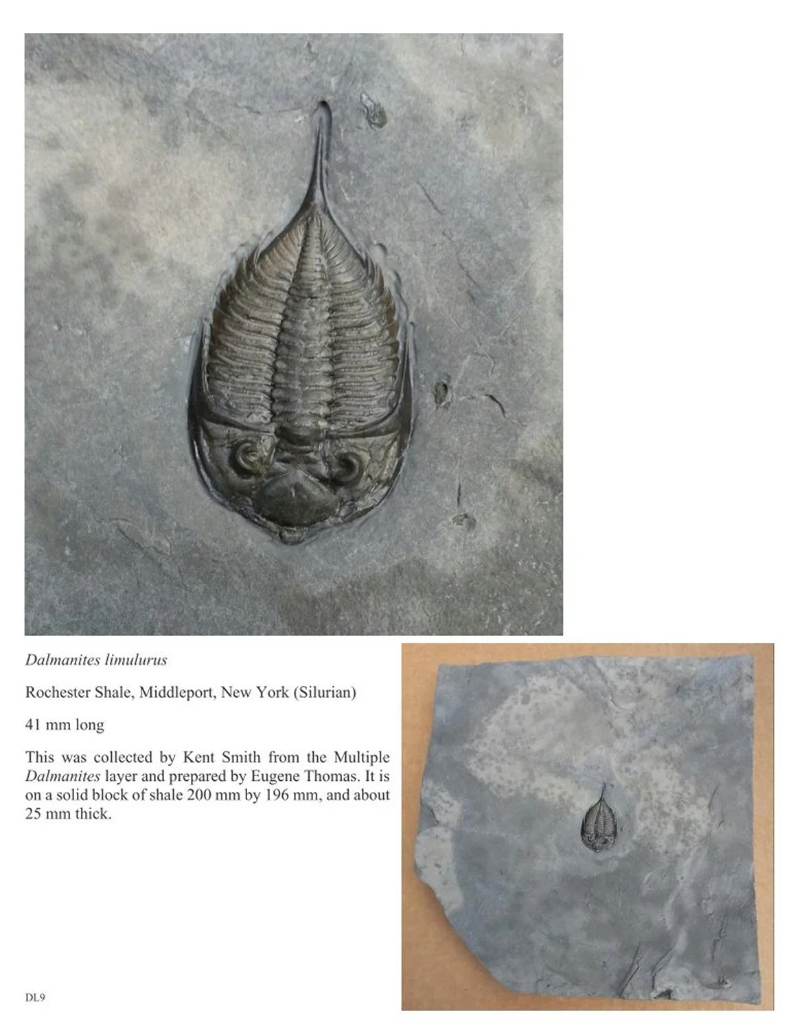 Trilobites Page 1: Dalmanites limulurus — Lask Fossil Collection