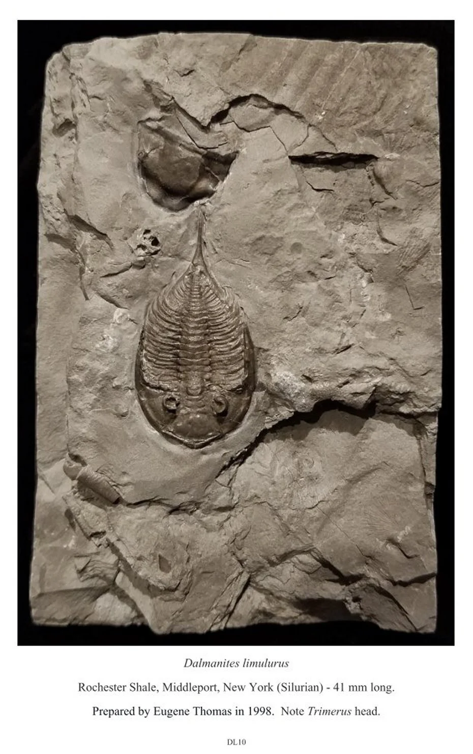 Trilobites Page 1: Dalmanites limulurus — Lask Fossil Collection