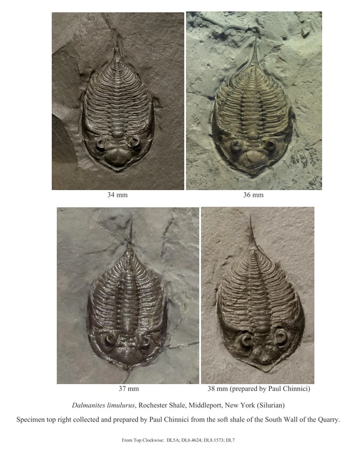 Trilobites Page 1: Dalmanites limulurus — Lask Fossil Collection