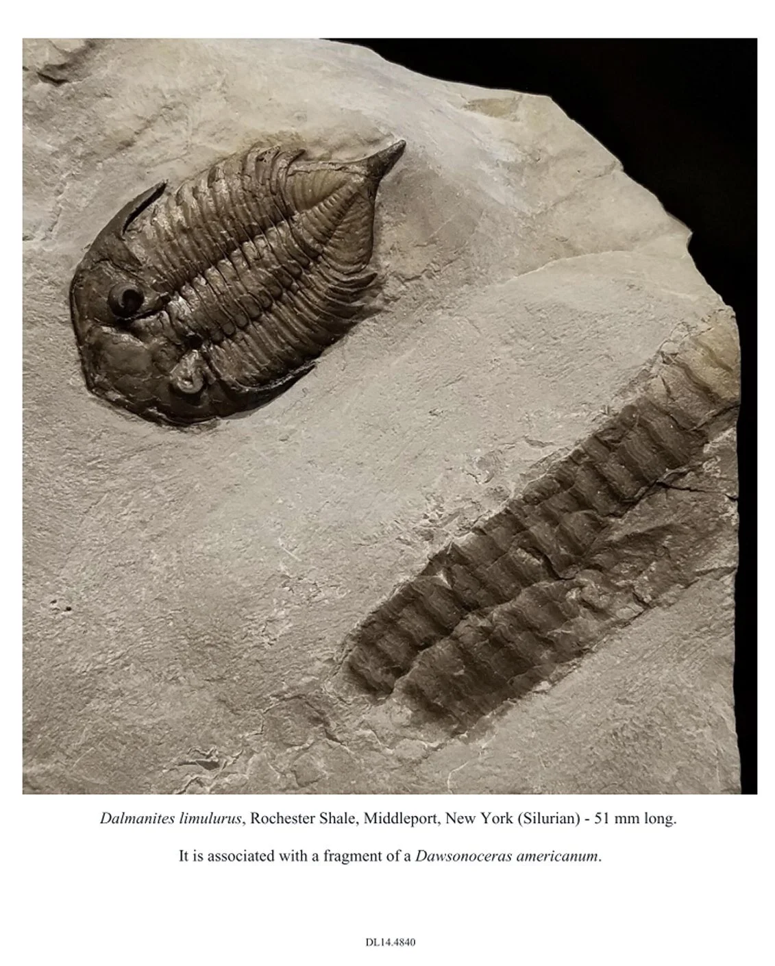 Trilobites Page 1: Dalmanites limulurus — Lask Fossil Collection