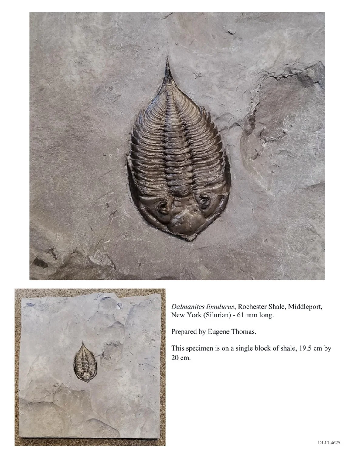 Trilobites Page 1: Dalmanites limulurus — Lask Fossil Collection
