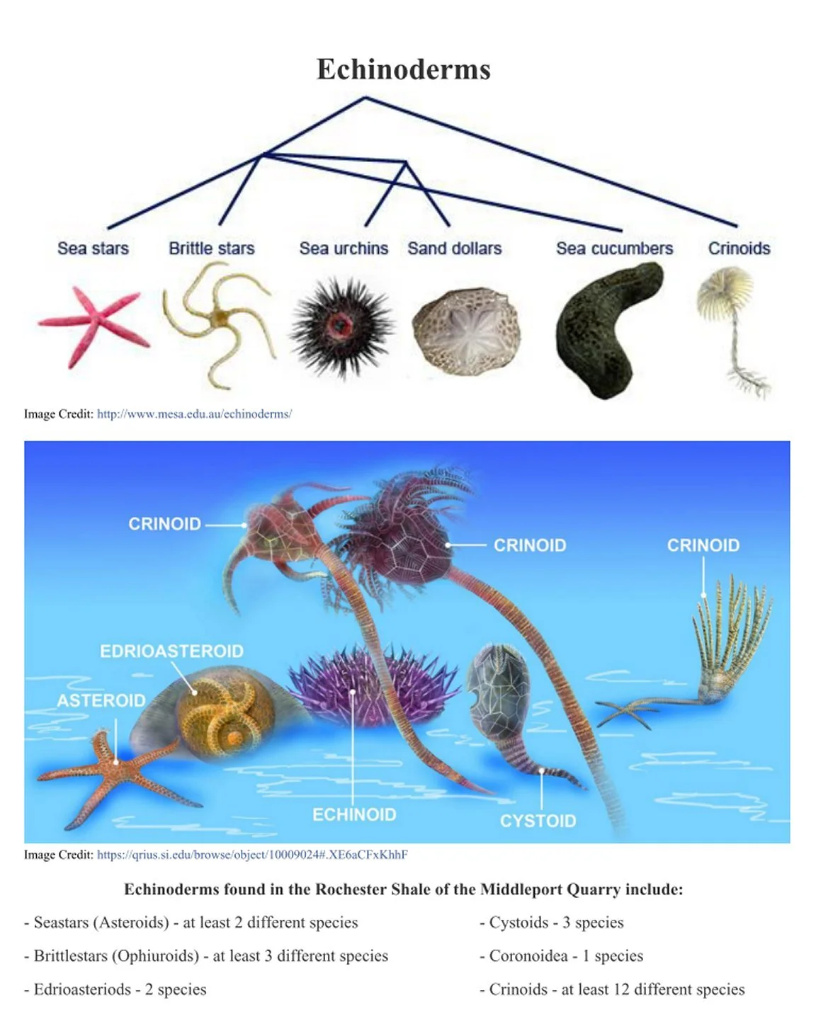 Echinoderms — Lask Fossil Collection