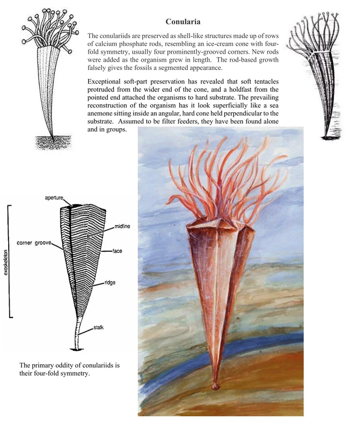 Conularia and Corals — Lask Fossil Collection