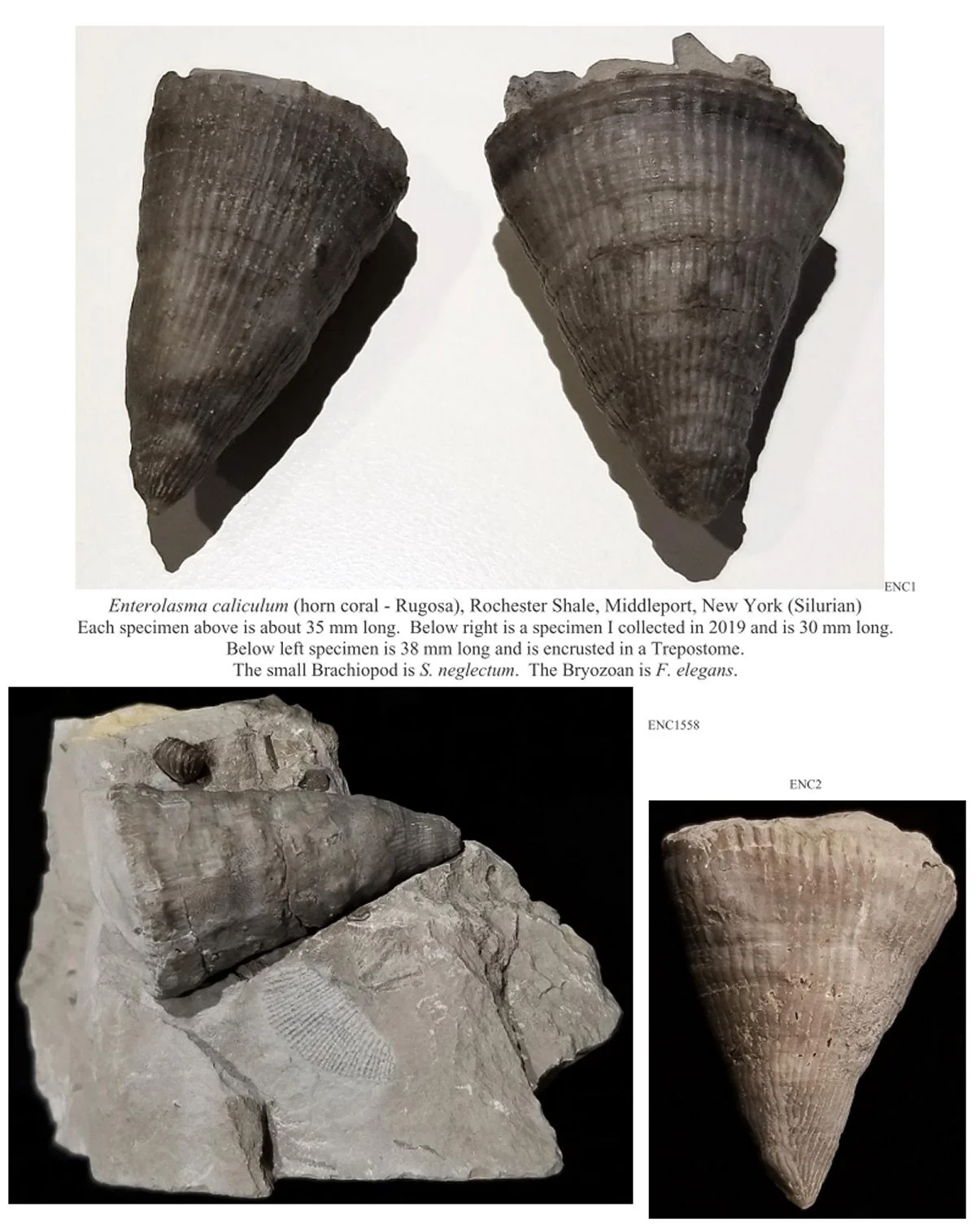 Conularia and Corals — Lask Fossil Collection