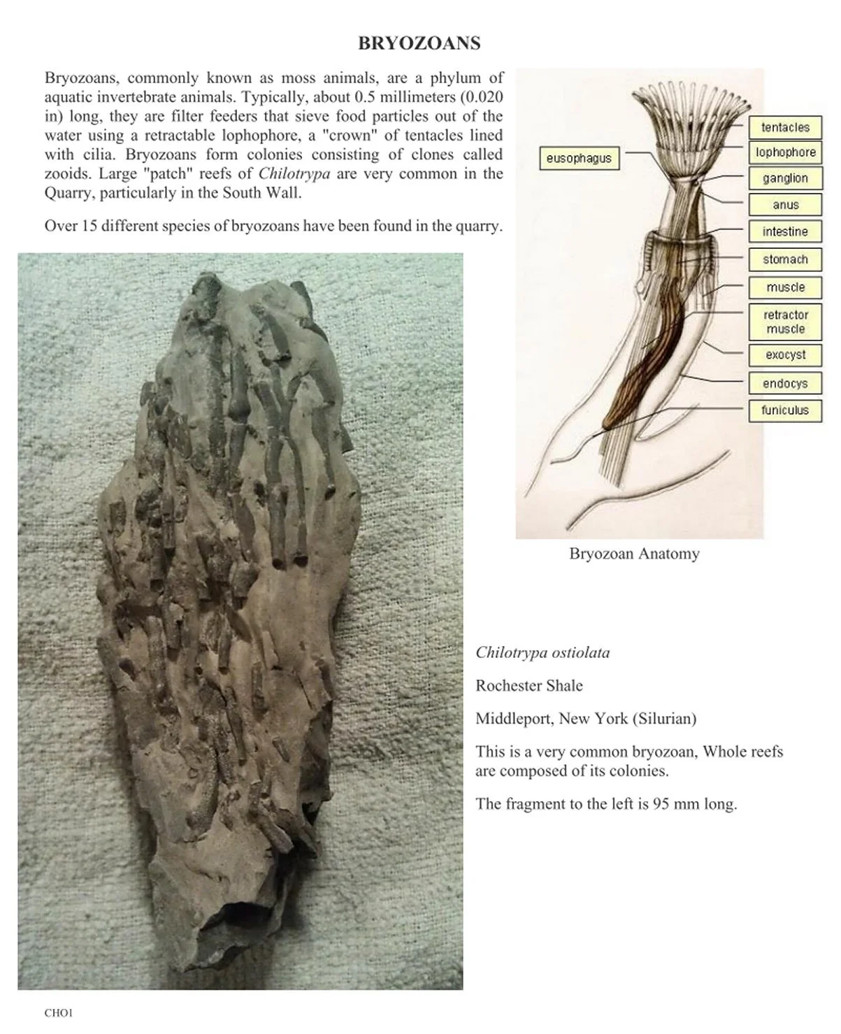 Bryozoans — Lask Fossil Collection