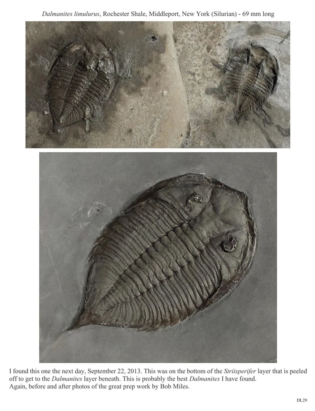 Trilobites Page 1: Dalmanites limulurus — Lask Fossil Collection