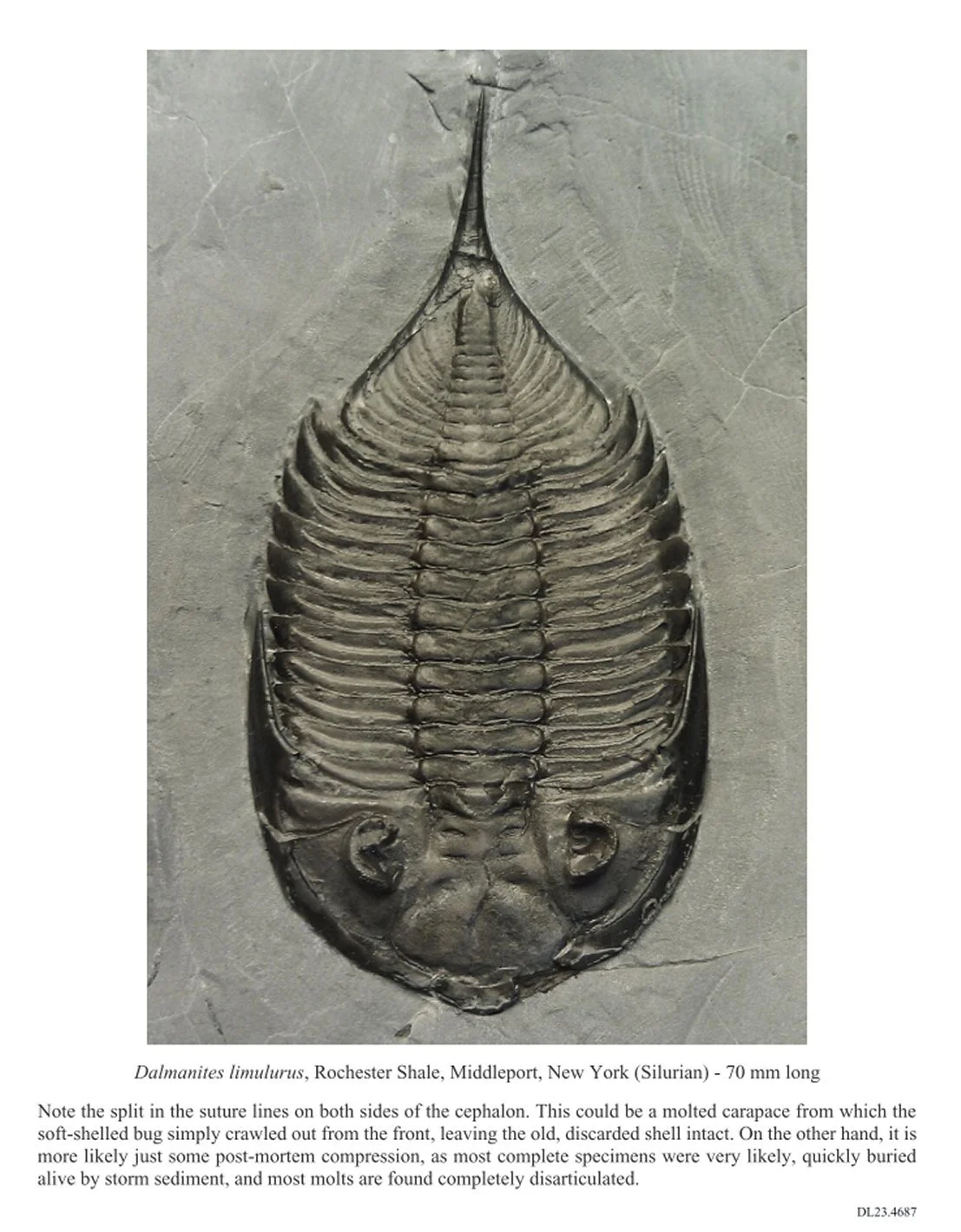 Trilobites Page 1: Dalmanites limulurus — Lask Fossil Collection
