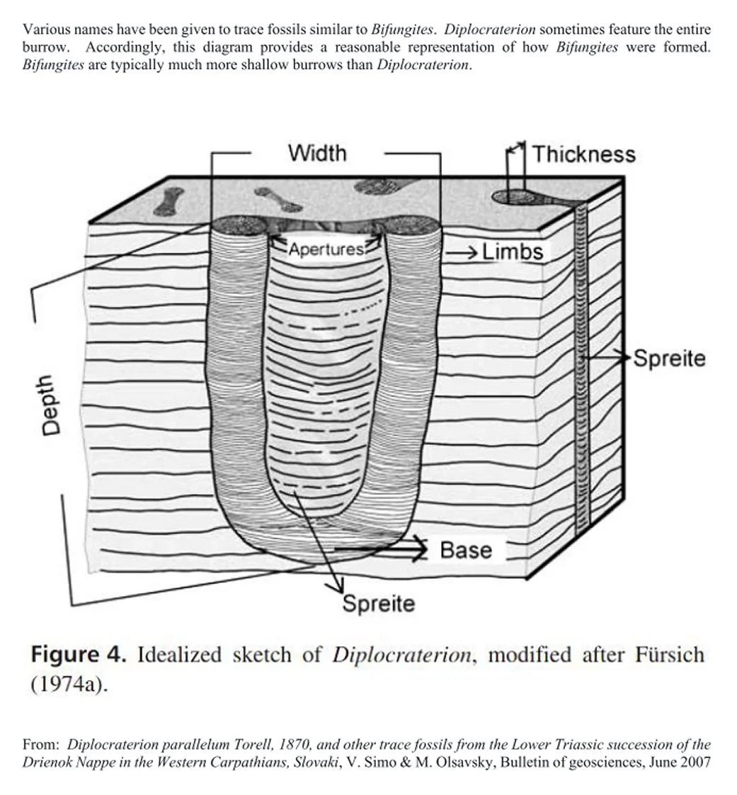 Trace Fossils - Ichnology — Lask Fossil Collection