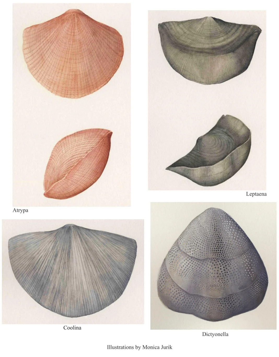 Brachiopods — Lask Fossil Collection