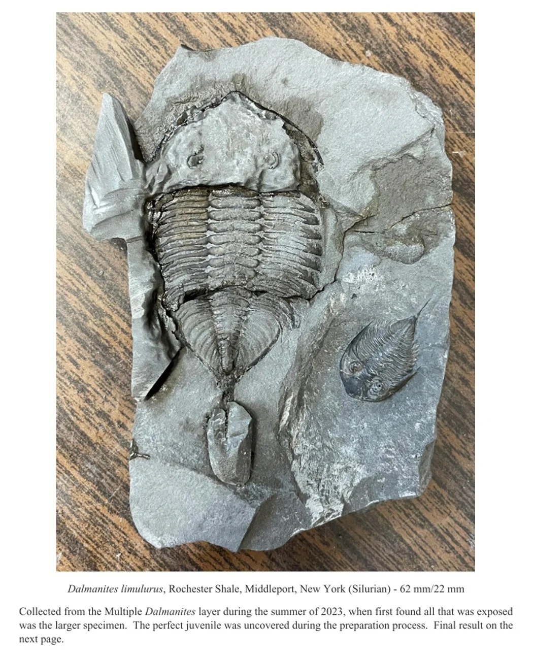 Kent Smith Rochester Shale Fossil Collection — Lask Fossil Collection