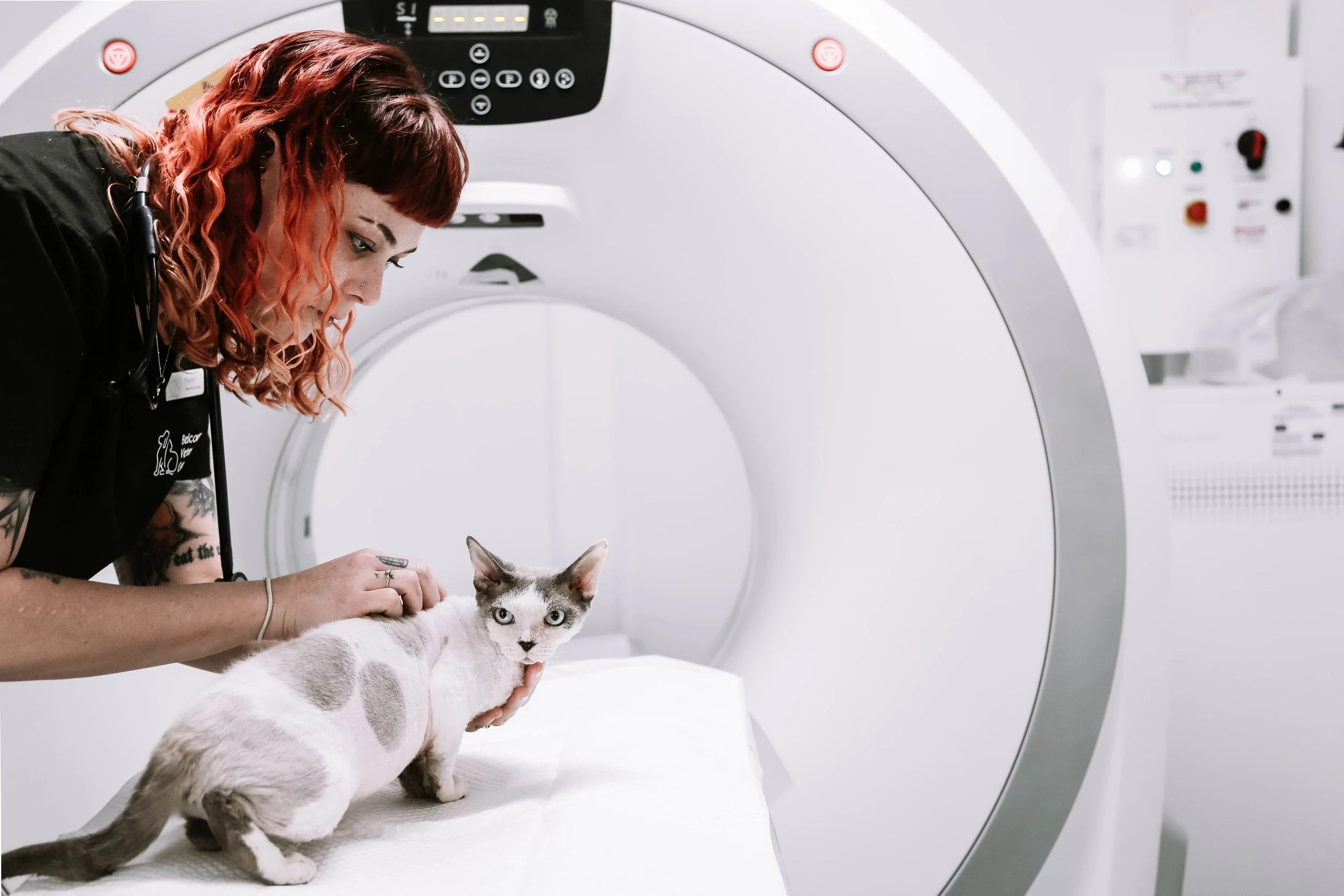 Ct Scan Dog