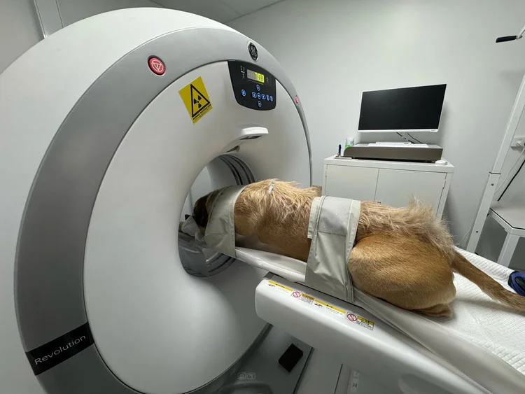 CT Scans — Belconnen Veterinary Centre