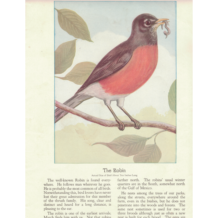 47th Parallel Fish - Vintage Print — Framer's Edge