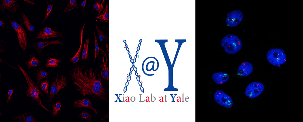 Xiao Lab