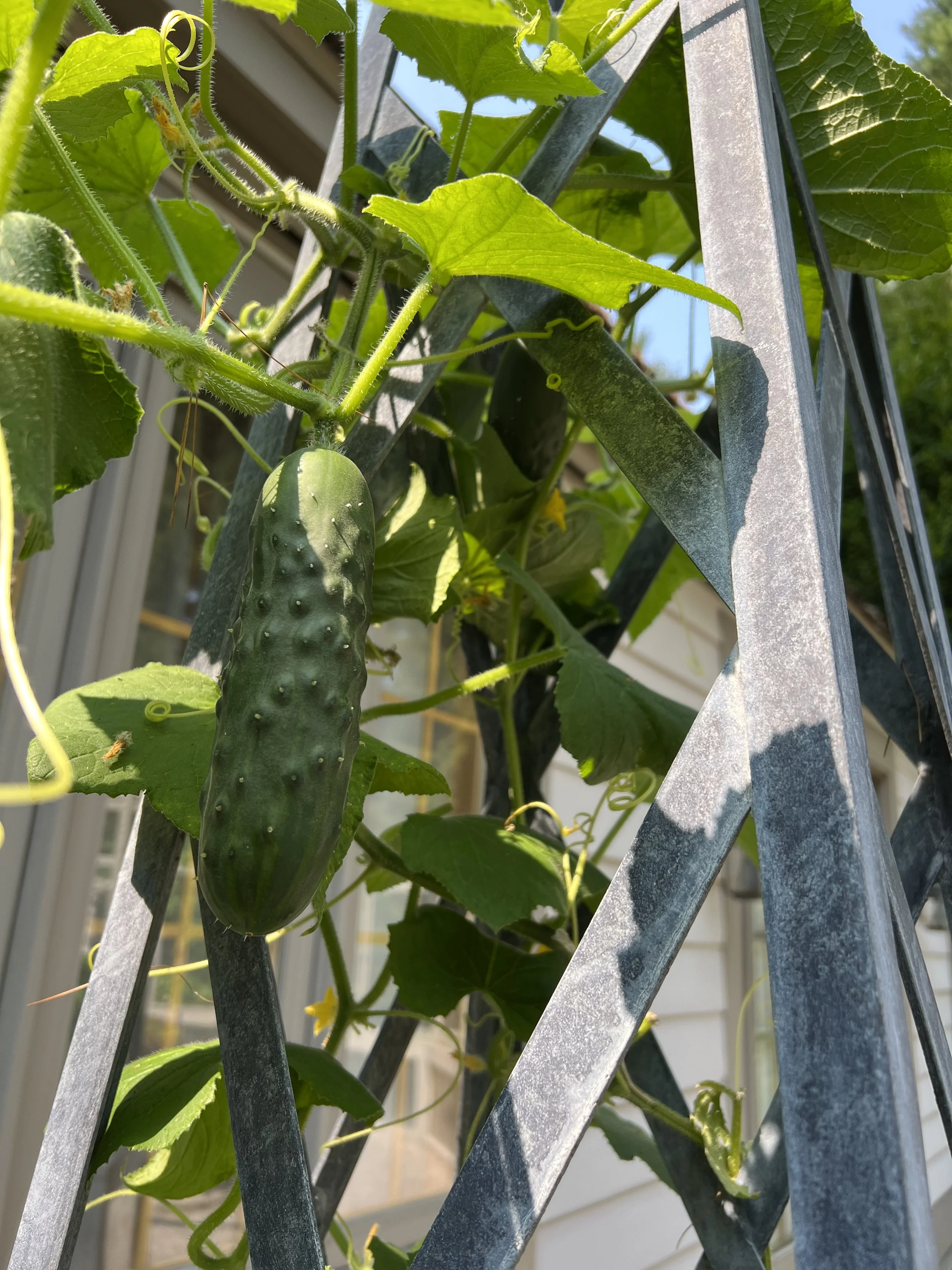 Garden Maintenance — Detroit Garden & Compost